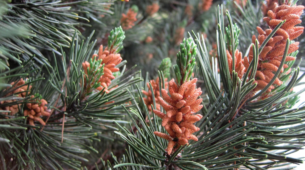 image - DIVINA COLOR | Pine Pollen Tincture